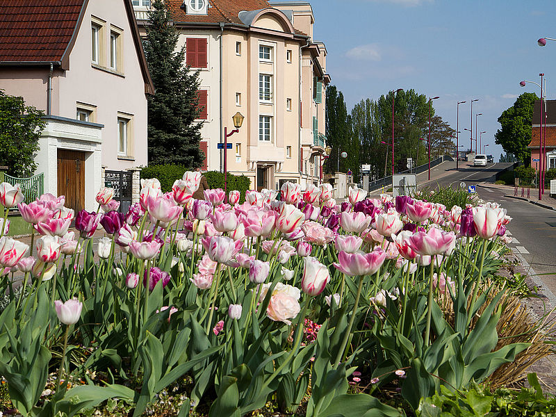 Découvrir - Bischheim.alsace
